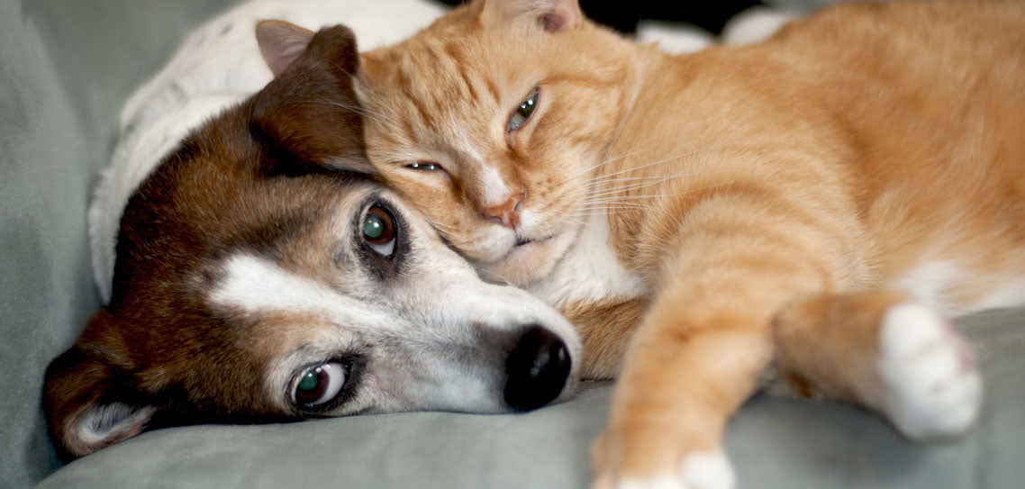 Pets – Hooked on Pickin'